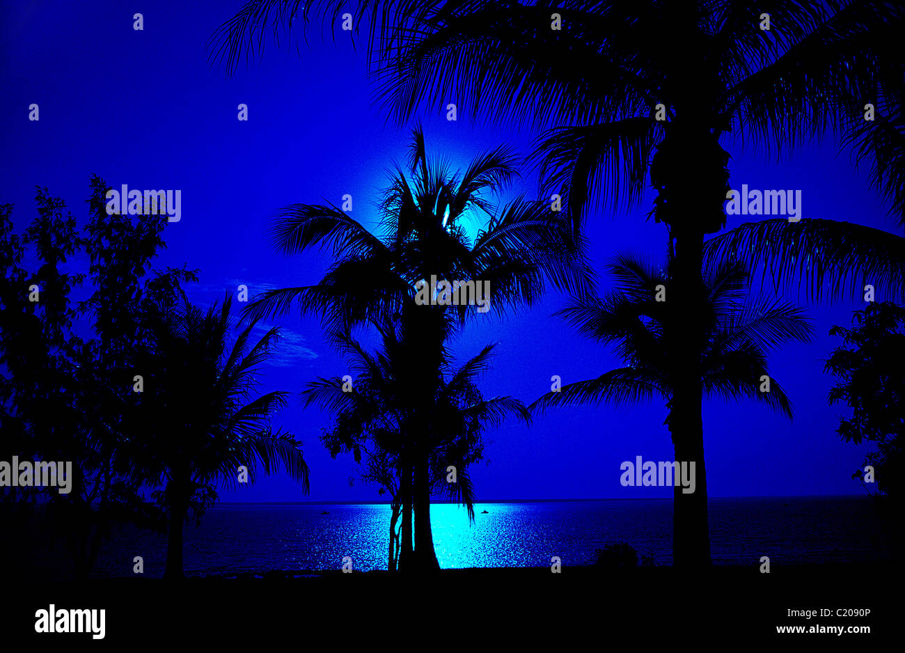 Palm Trees on Darwin Coast, Australia Stock Photo - Alamy