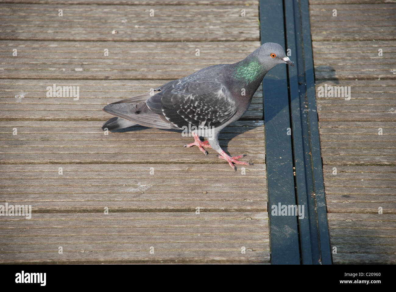 Columba livia columbidae hi-res stock photography and images - Alamy