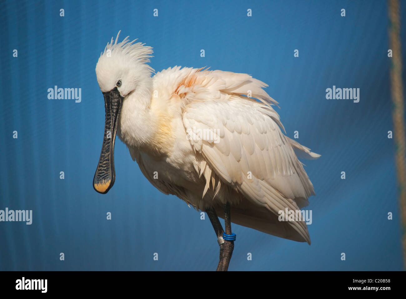 Chester zoo birds hi-res stock photography and images - Alamy