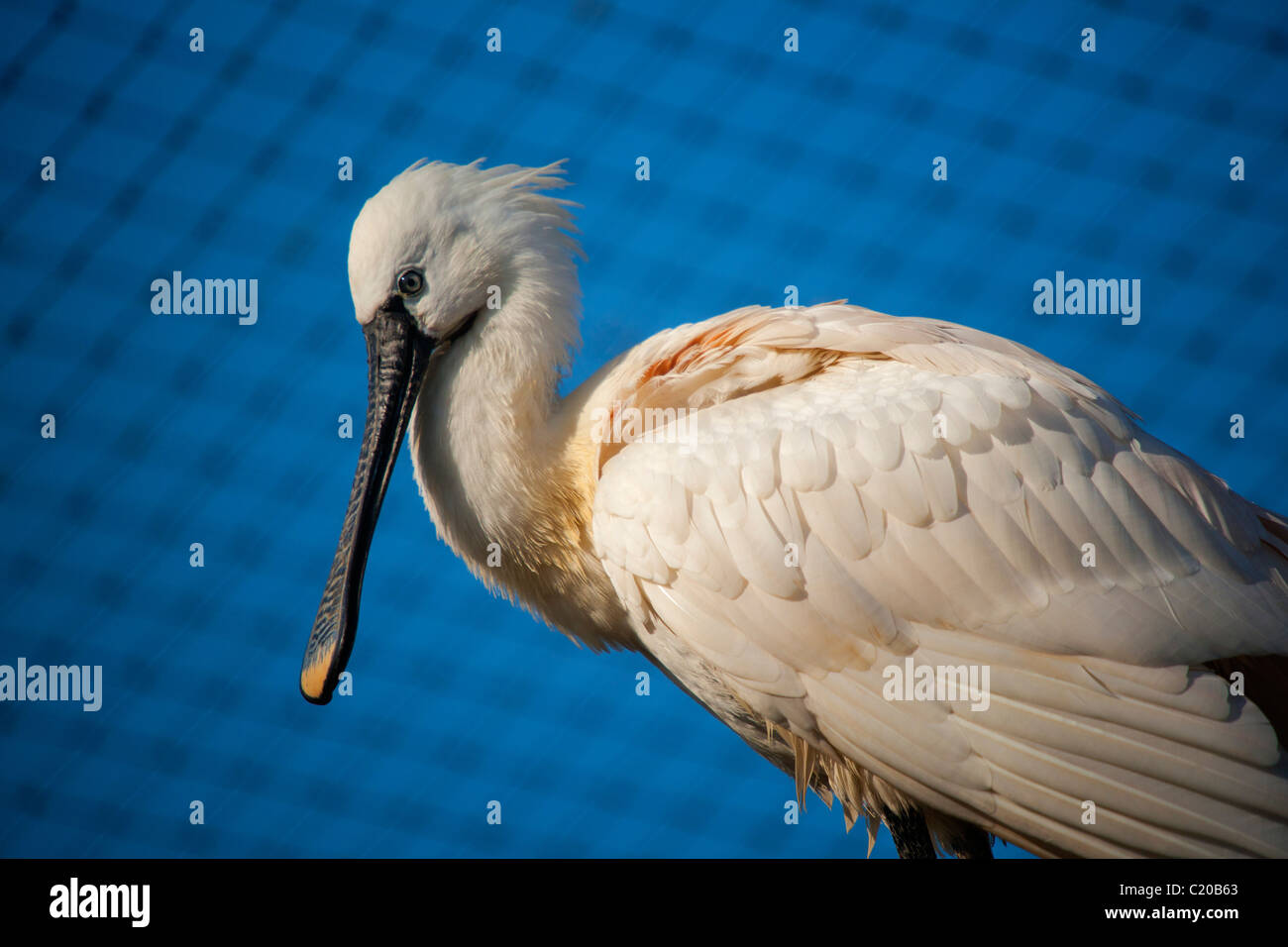 Chester zoo birds hi-res stock photography and images - Alamy