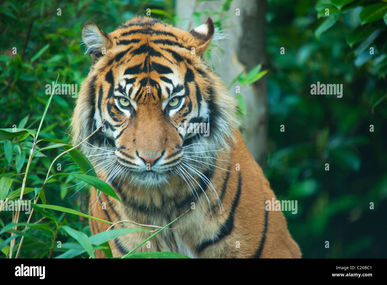 Chester Zoo, Cheshire, England, UK Stock Photo - Alamy