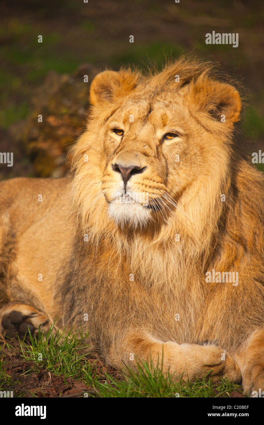 Chester Zoo, Cheshire, England, February, 2011 Stock Photo - Alamy