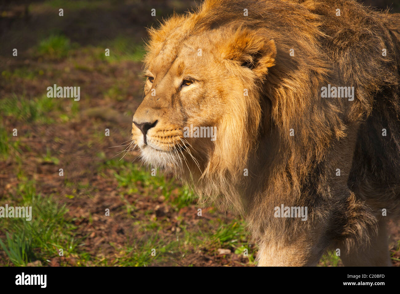 Chester Zoo, Cheshire, England, February, 2011 Stock Photo - Alamy