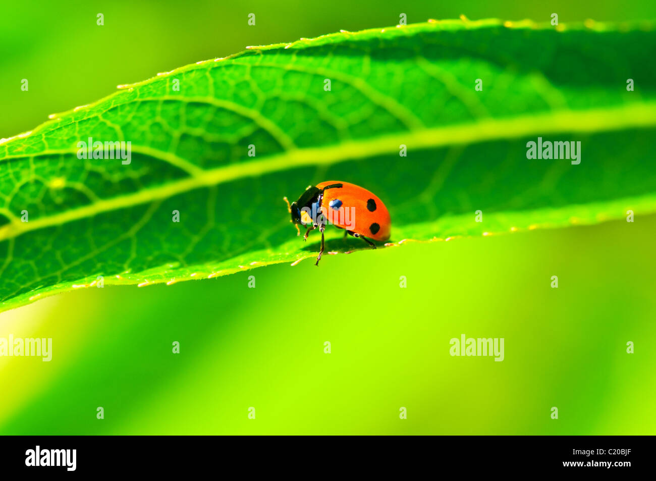 Lady bug sitting on the long green leave Stock Photo - Alamy