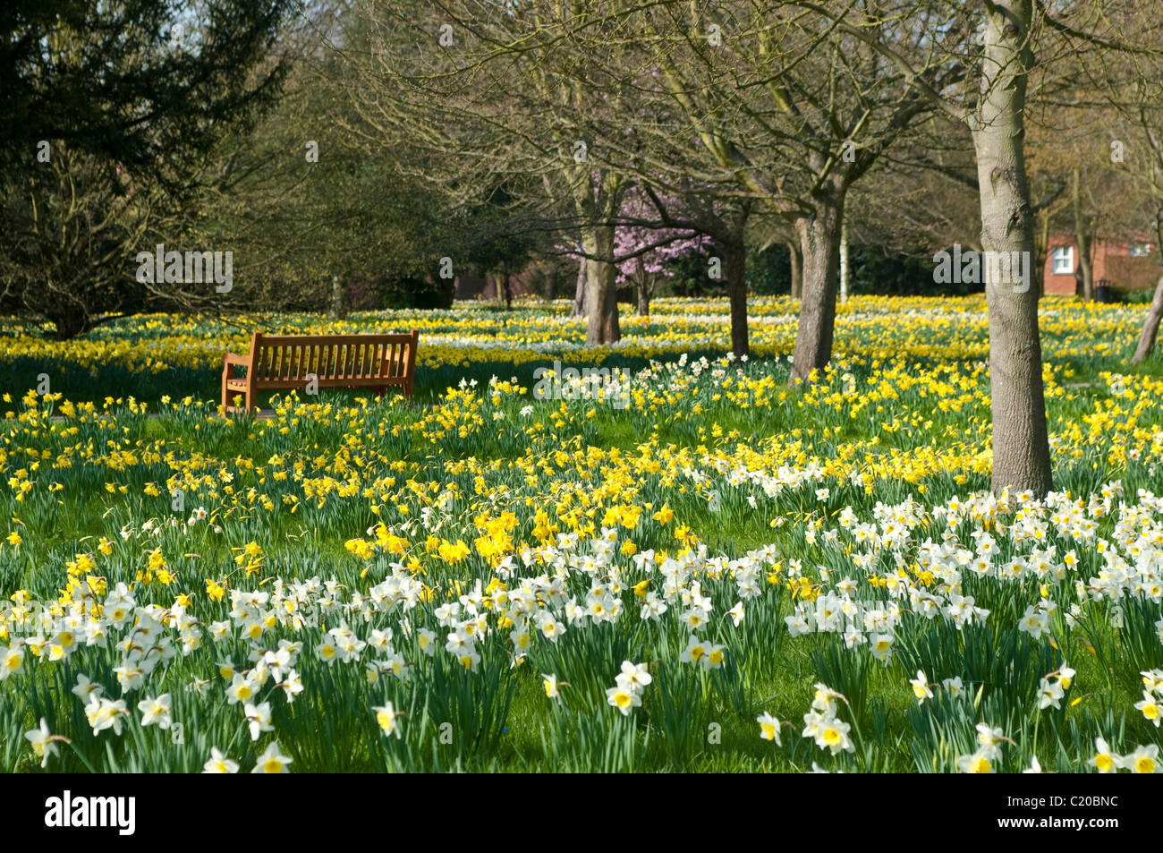 Daffodils in bloom and bench, Hampton Court Palace grounds, Surrey ...