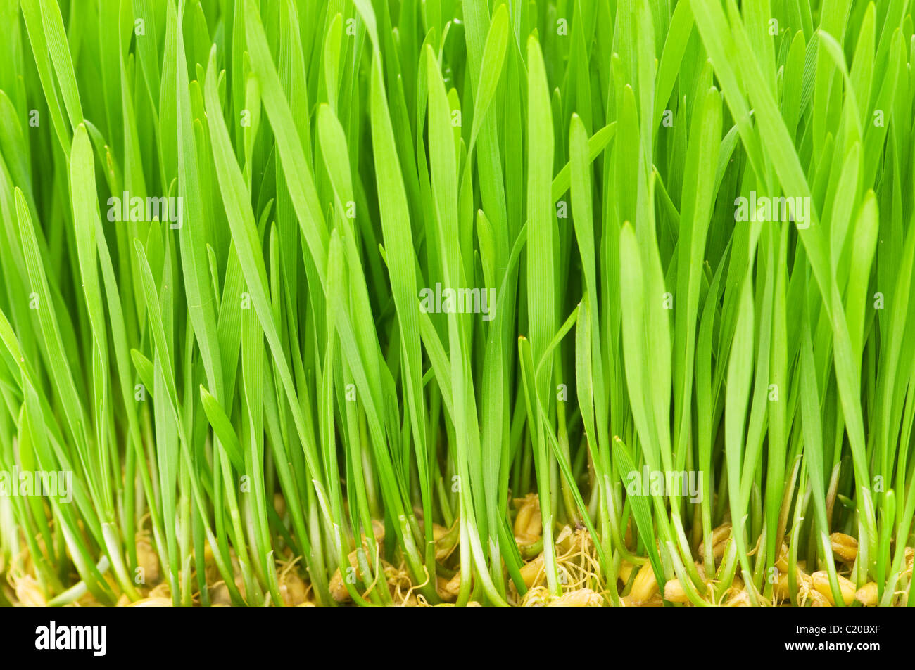 Close up of green grass Stock Photo - Alamy
