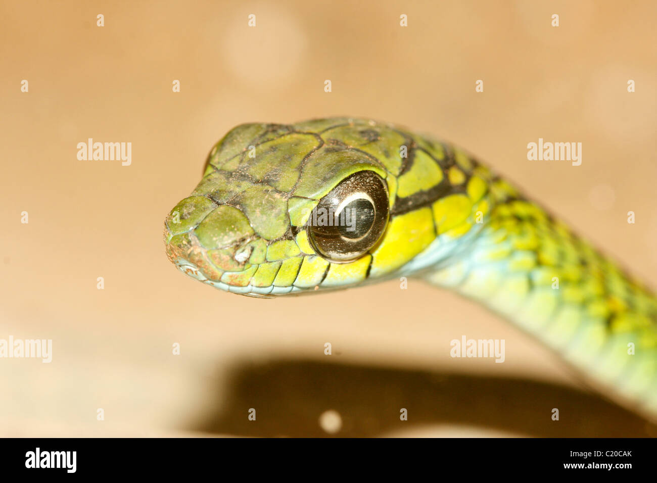 Large-eyed Green Tree Snake (Rhamnophis aethiopissa) in Uganda Stock ...