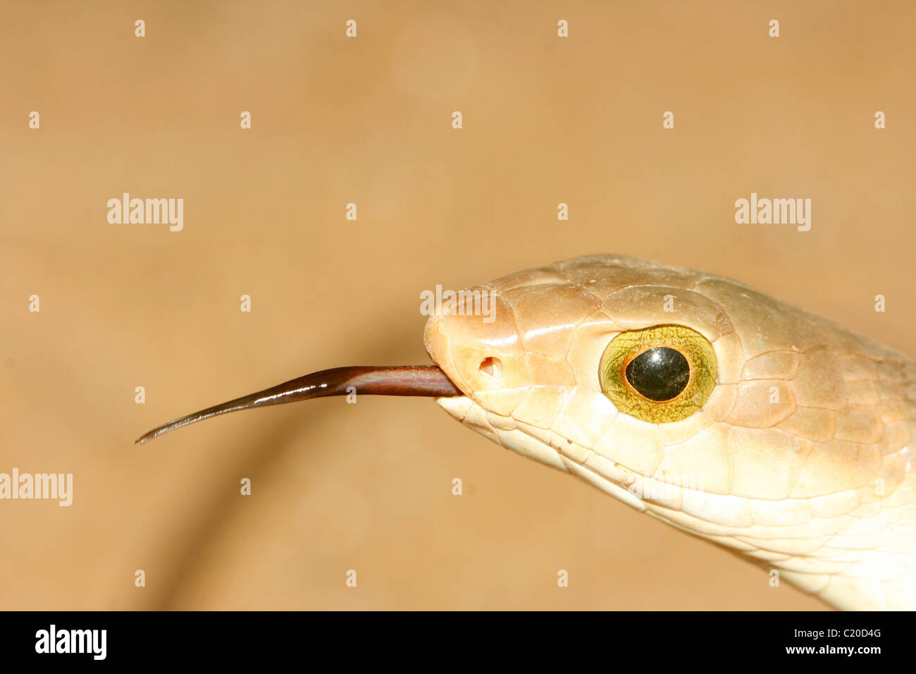 Boomslang (Dispholidus typus) in Uganda with it's tongue sticking out ...