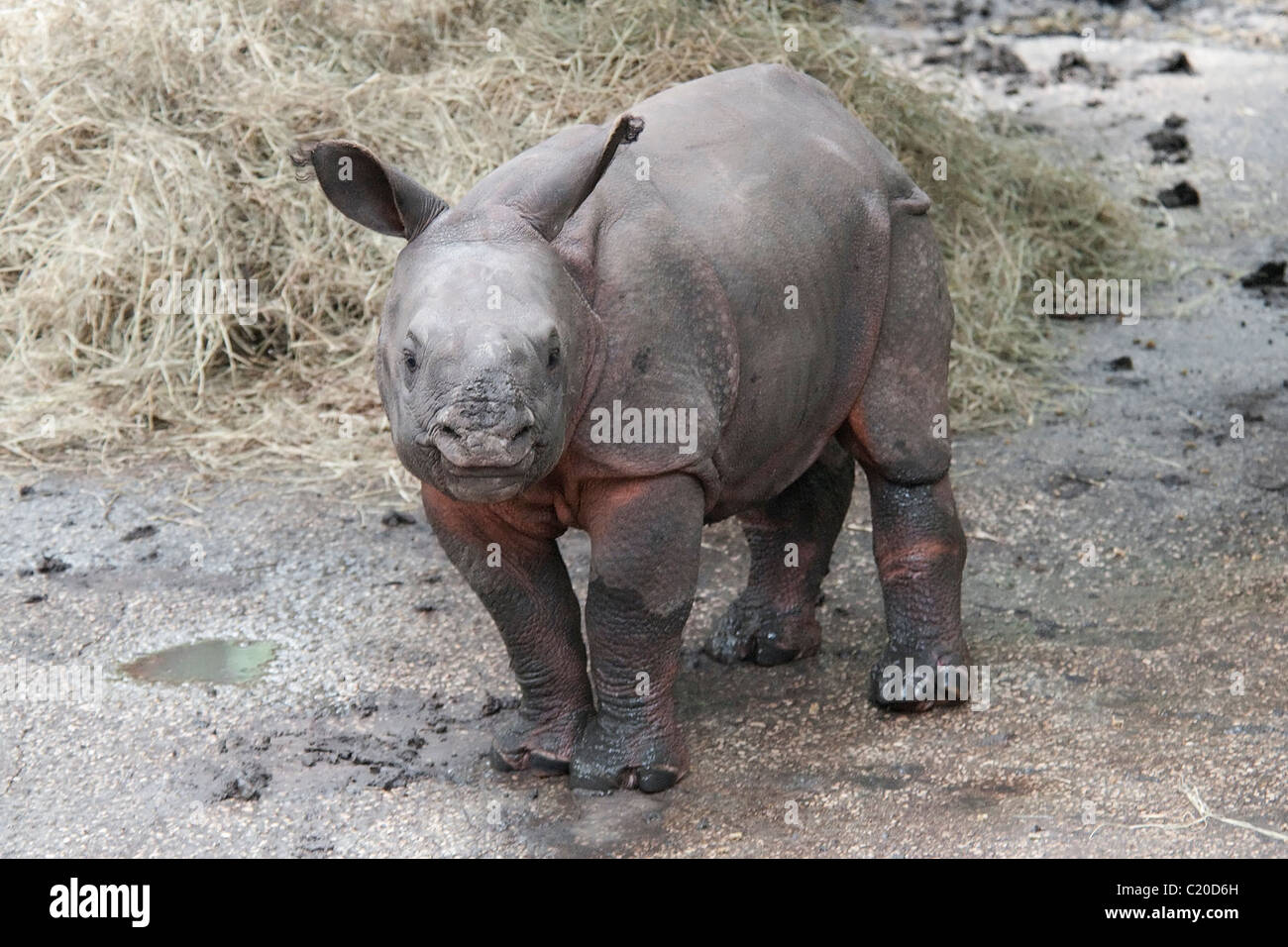 Rhino love hi-res stock photography and images - Alamy