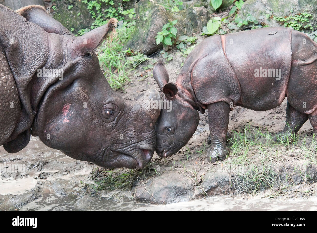 Rhino love hi-res stock photography and images - Alamy