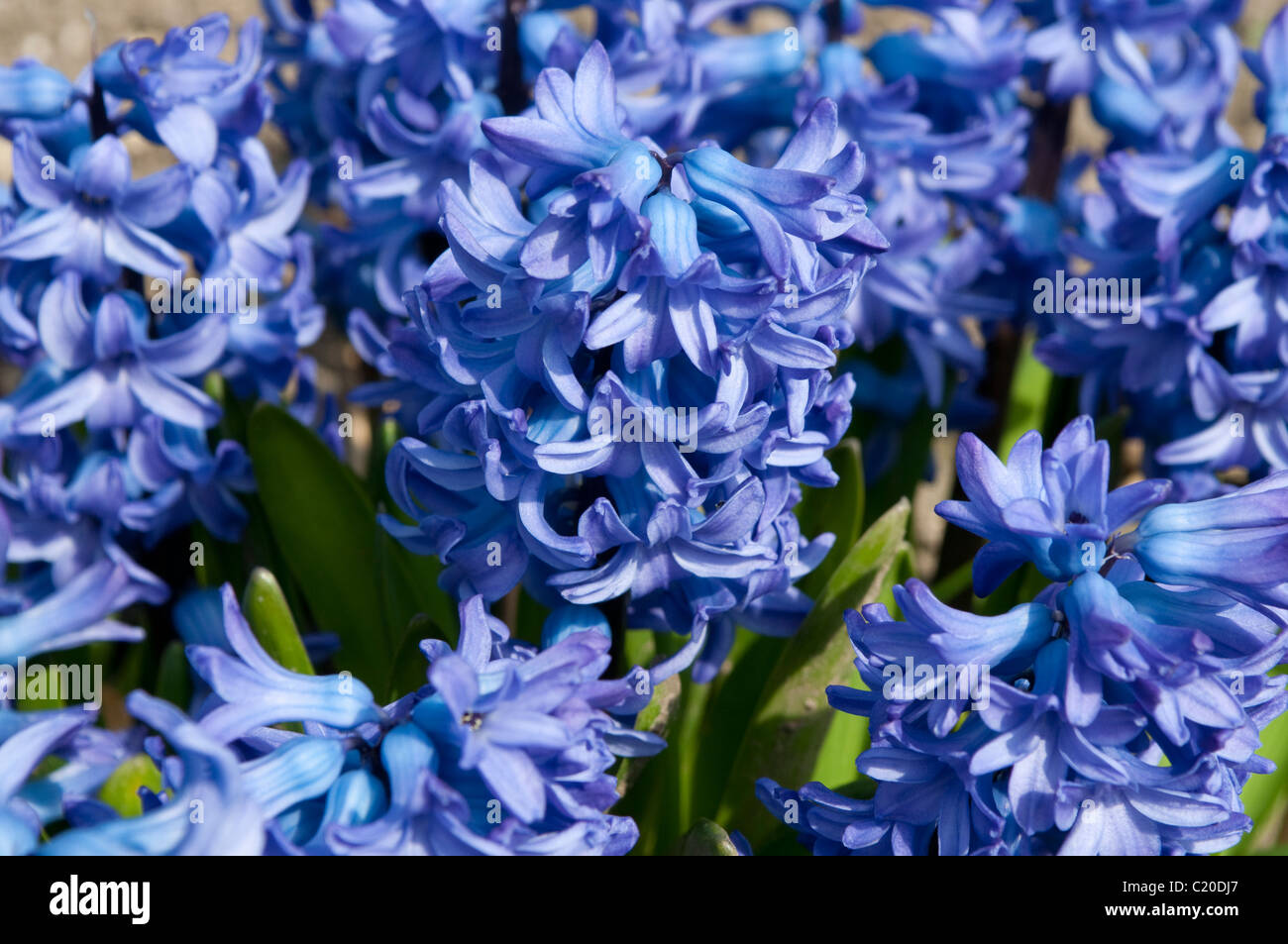 Hyacinth spring flowers flora hi-res stock photography and images - Alamy