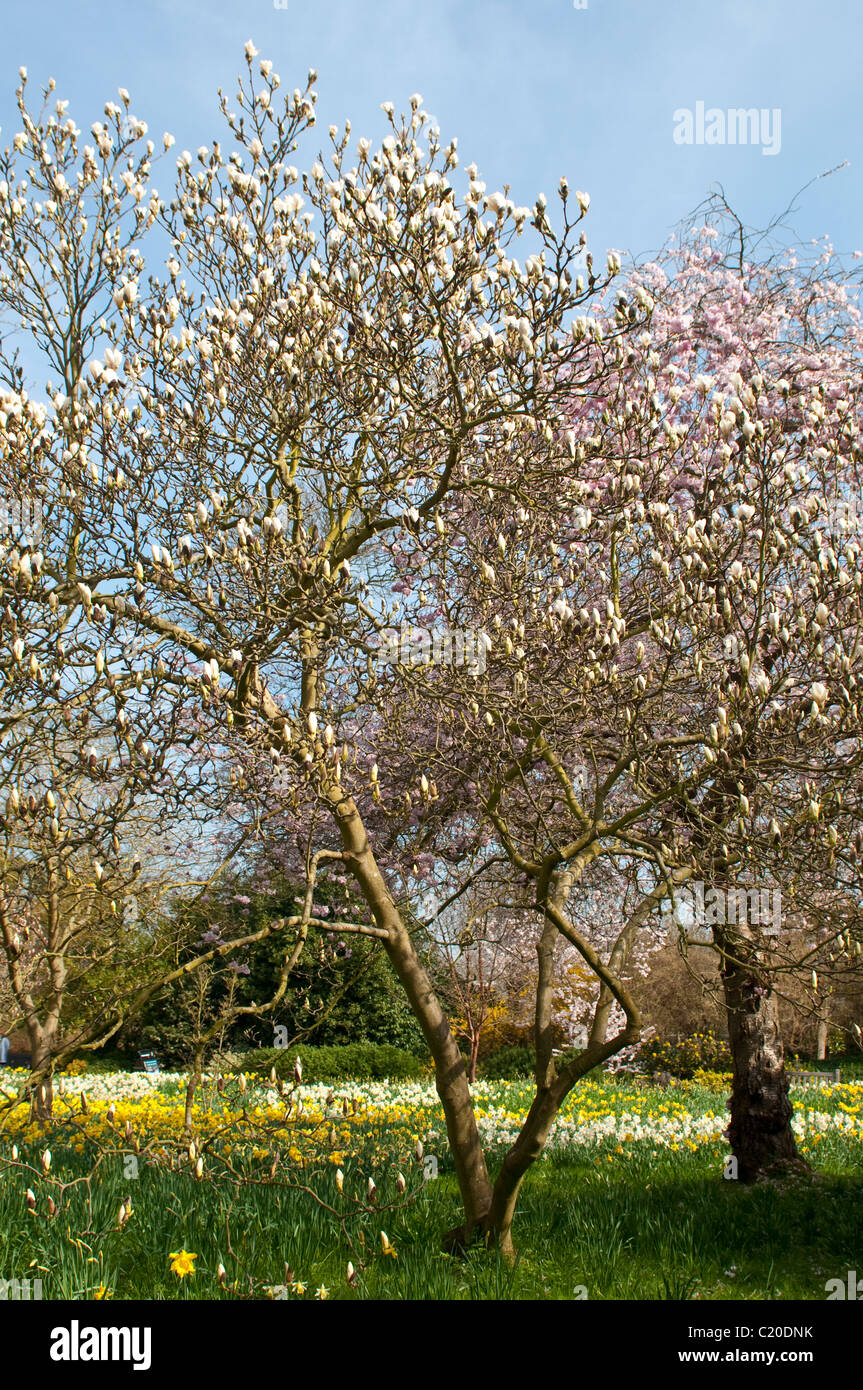 Trees in bloom in early spring, Hampton Court Palace grounds, Surrey ...