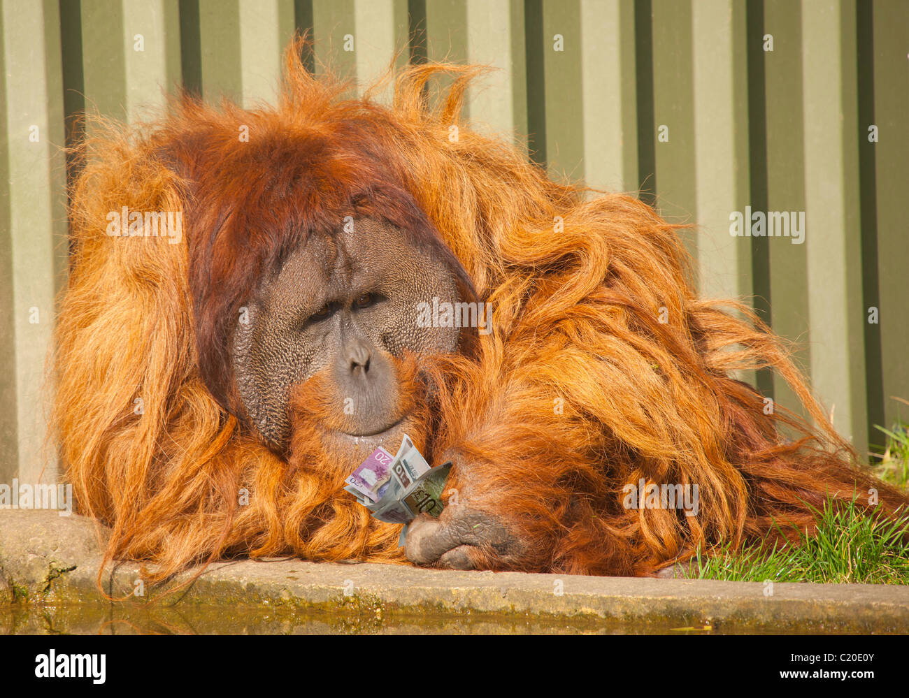 Monkey Humour High Resolution Stock Photography and Images - Alamy