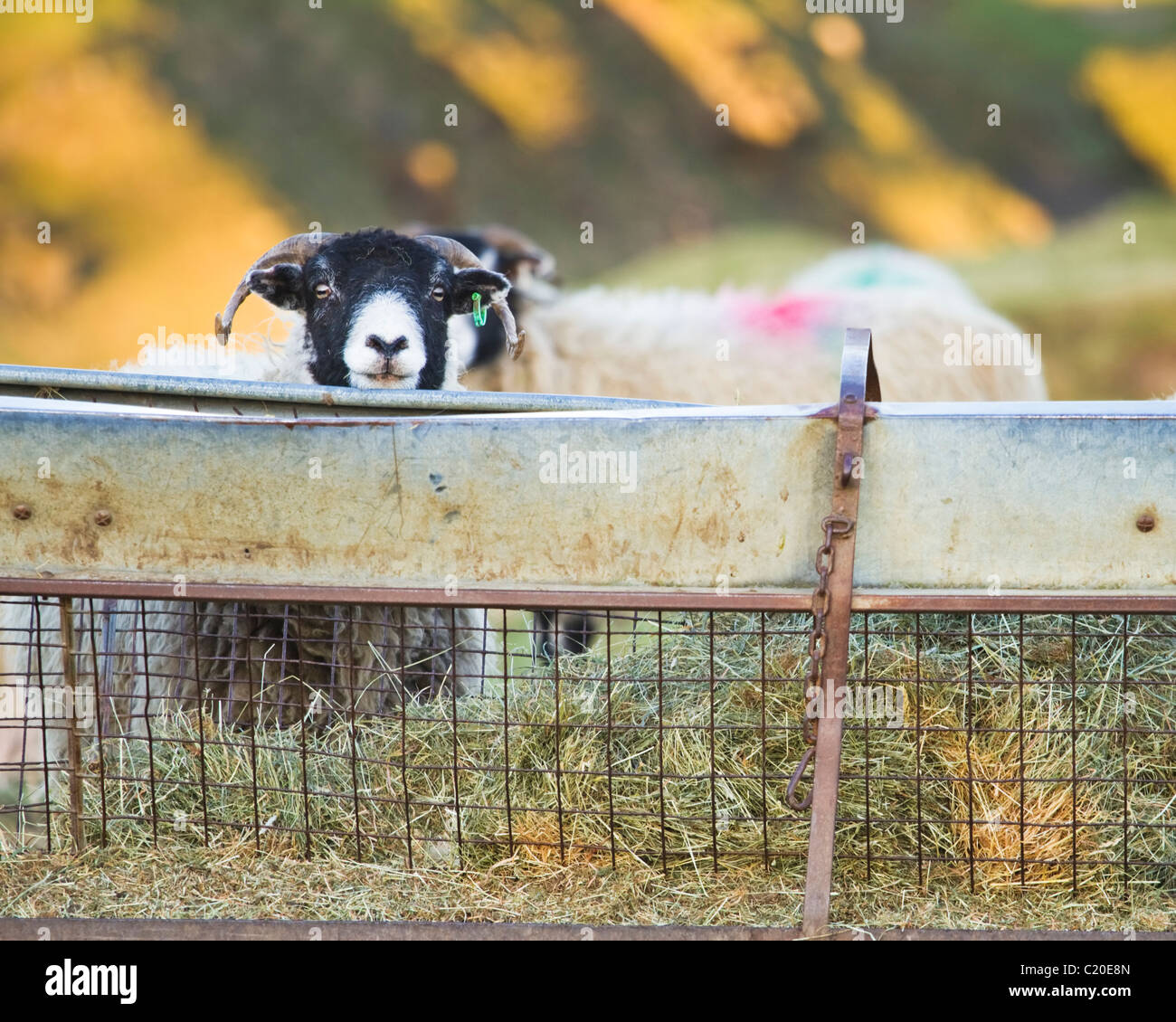 Swaledale sheep feeding from a trough on a farm near Frosterly ...
