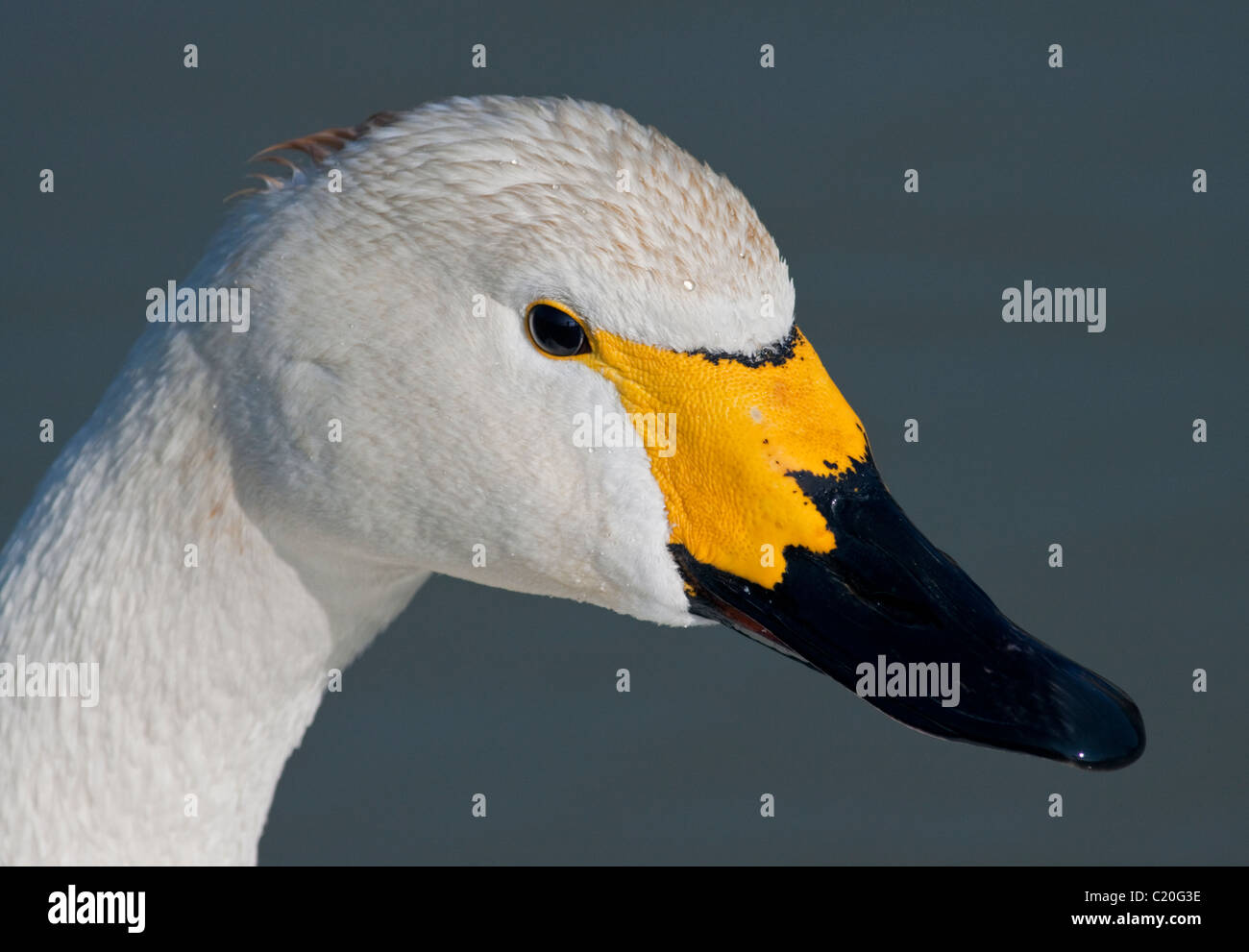 Bewick's swan hi-res stock photography and images - Alamy