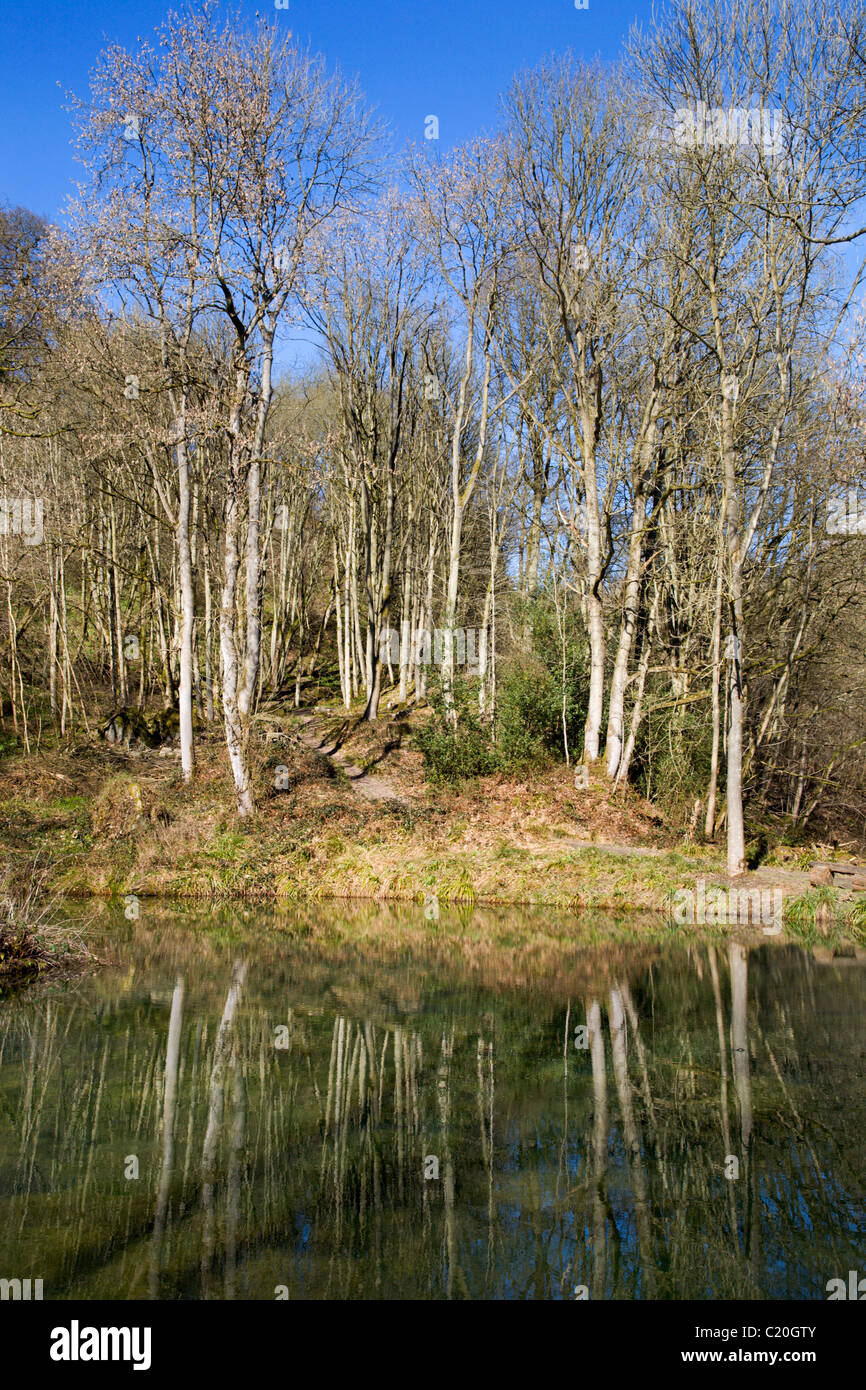Winter Trees at Fountain Pond Hackfall Woods North Yorkshire England ...