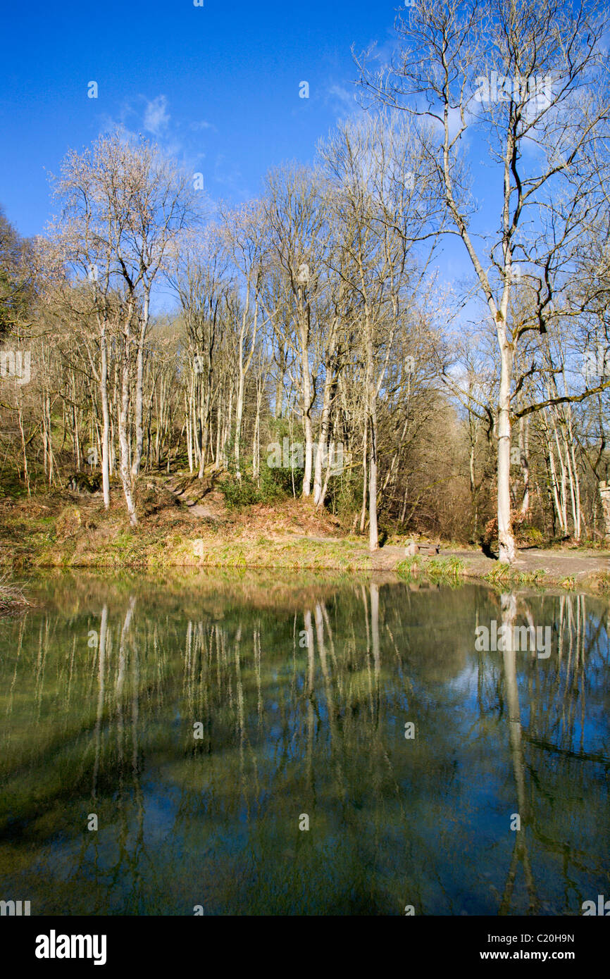 Winter Trees at Fountain Pond Hackfall Woods North Yorkshire England ...