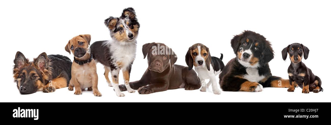 group of puppy dogs in a row Stock Photo - Alamy