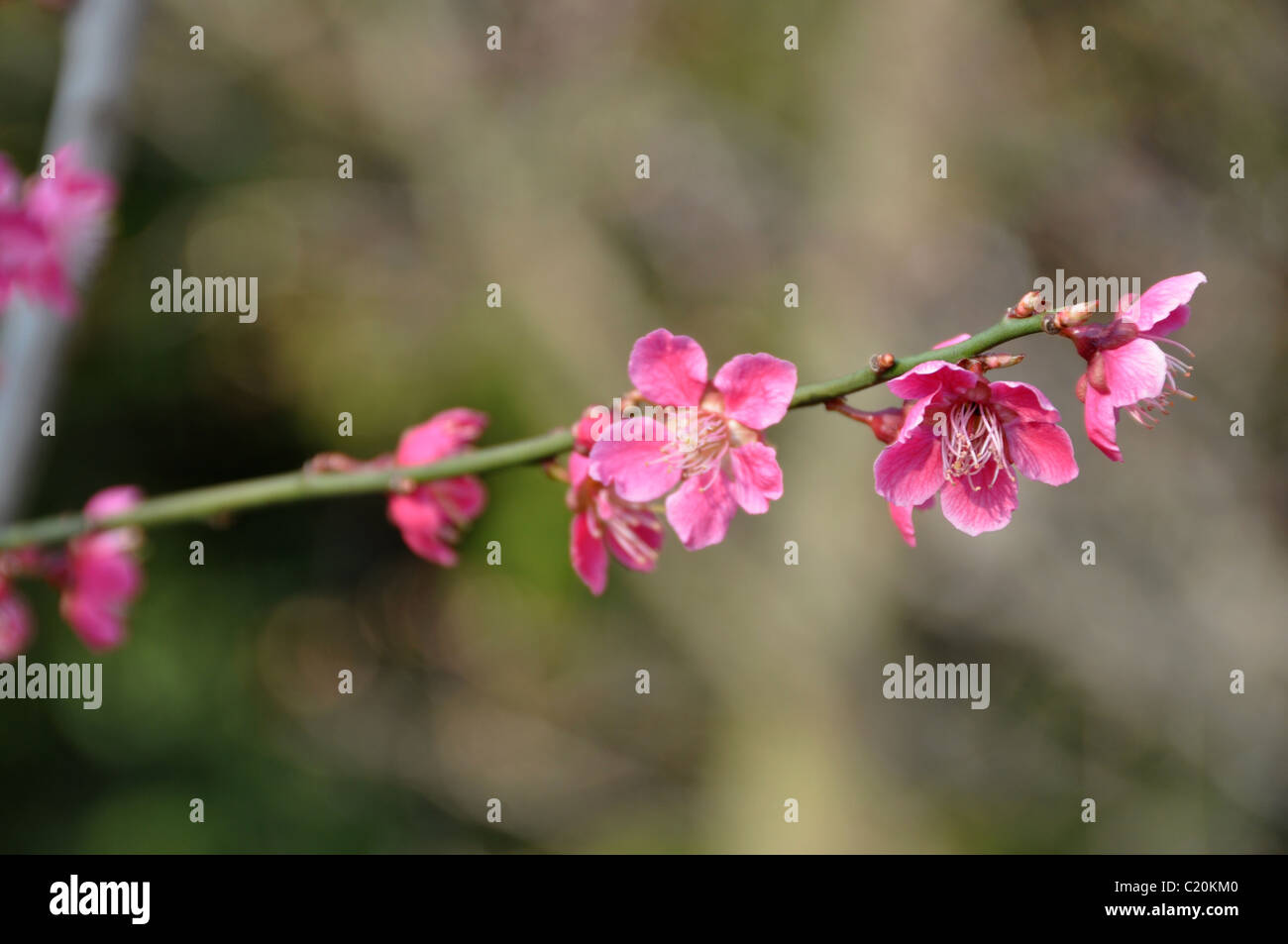 Deep Peach High Resolution Stock Photography and Images - Alamy