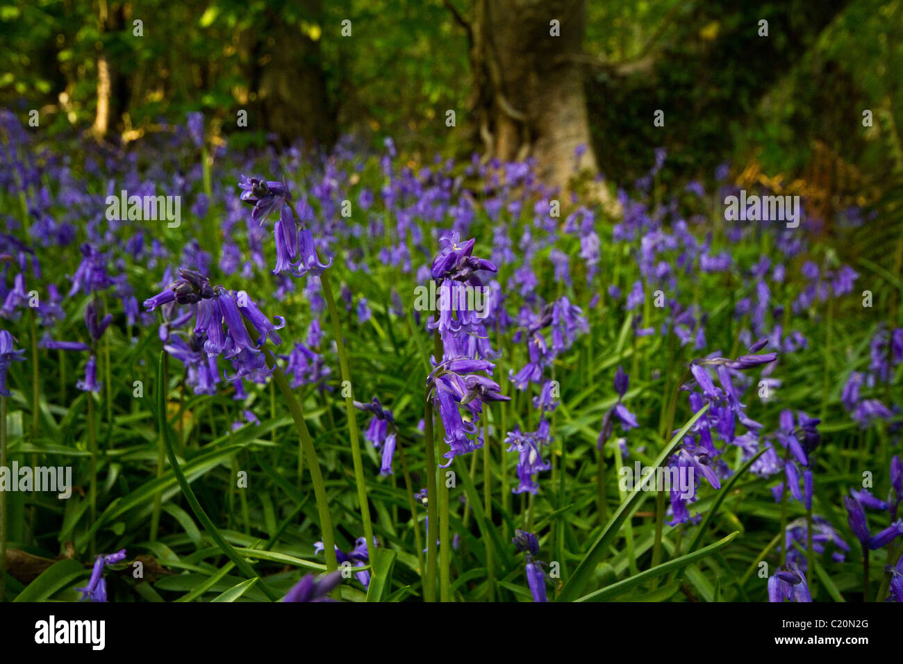 Bluebells wales hi-res stock photography and images - Alamy