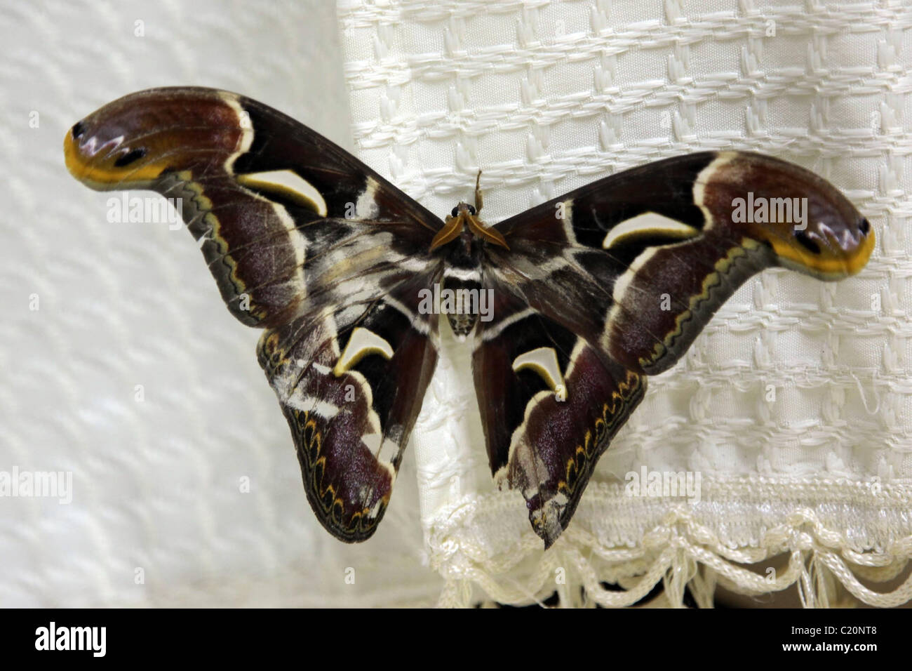 Snake Head Butterfly High Resolution Stock Photography and Images - Alamy