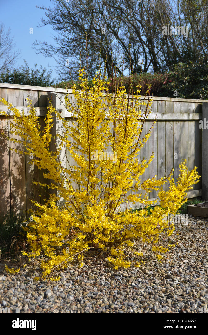 Forsythia genus hi-res stock photography and images - Alamy
