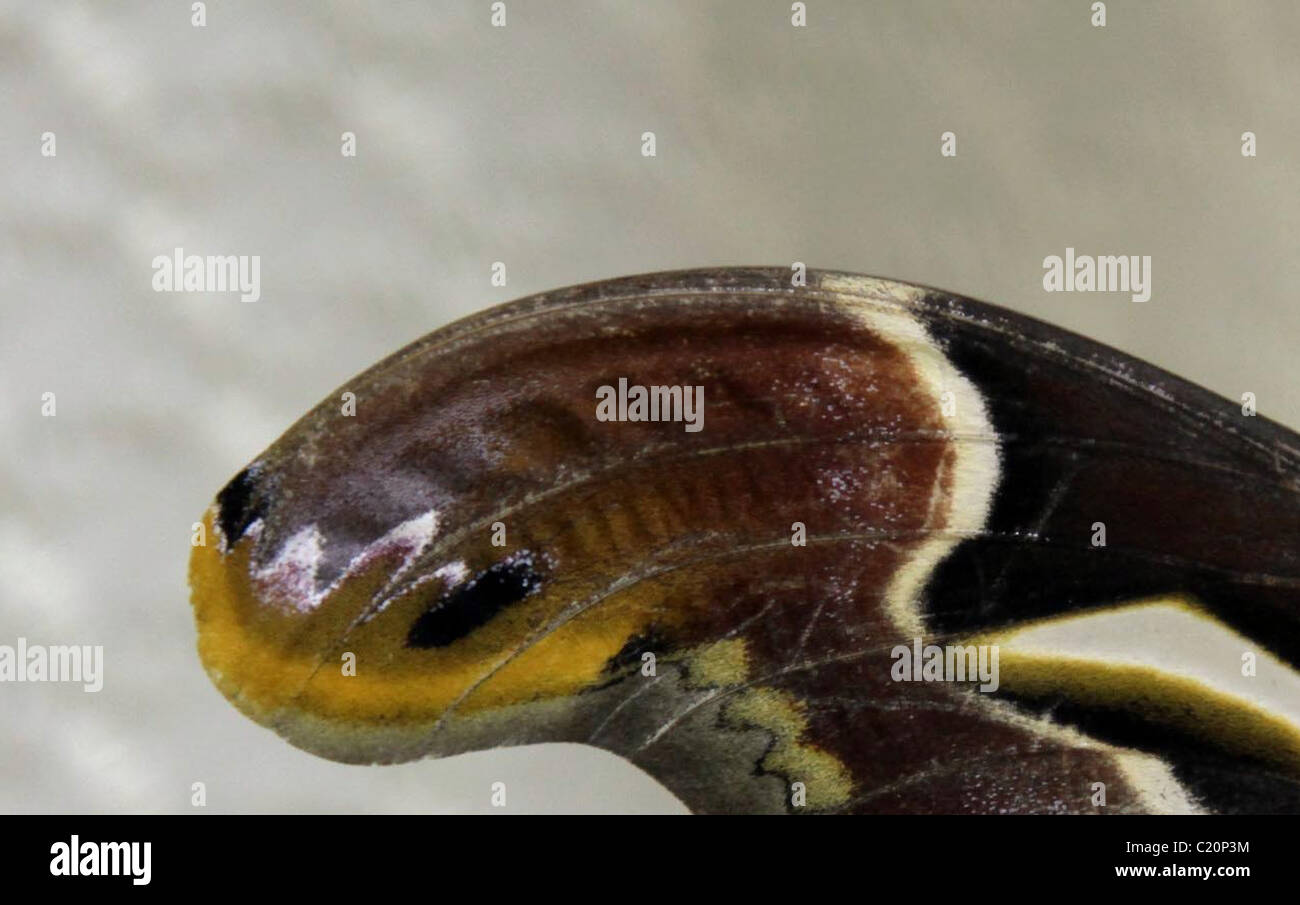 Snake head butterfly hi-res stock photography and images - Alamy
