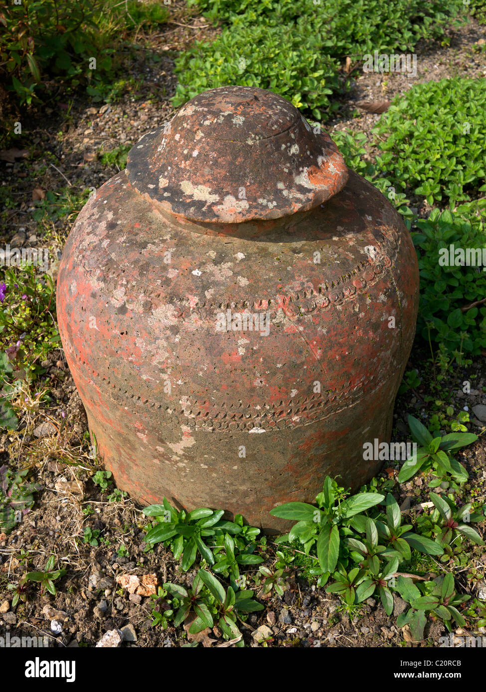 Terracotta Rhubarb forcer within the vegetable garden at the Lost ...