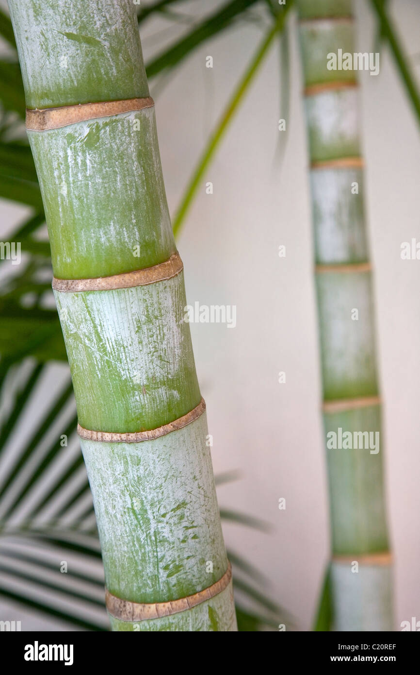 Palm tree trunk Stock Photo - Alamy