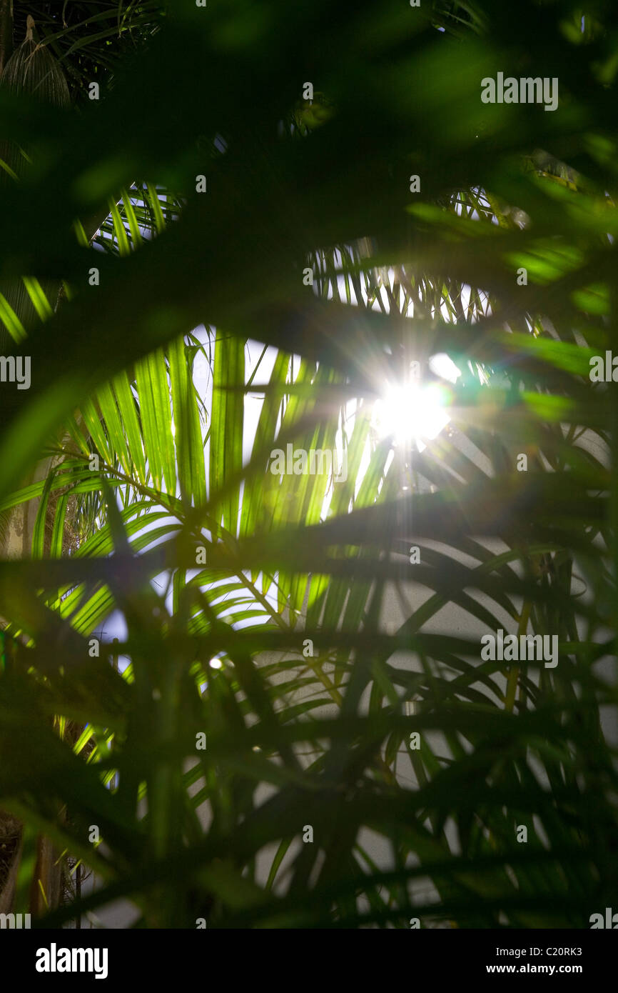 Light through Palm leaves Stock Photo - Alamy