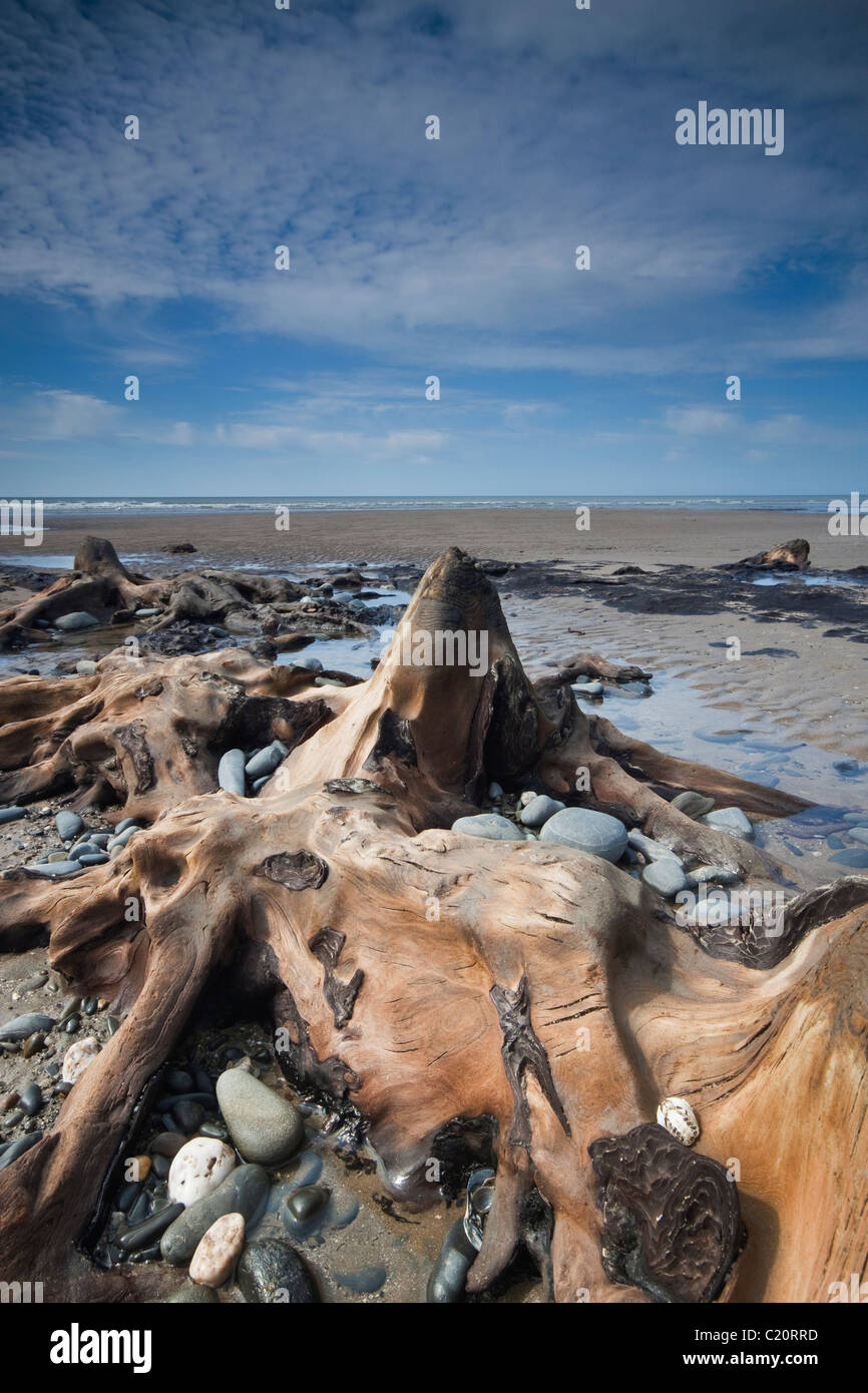 Submerged Forest, Borth Beach, Ceredigion, West Wales UK Stock Photo ...
