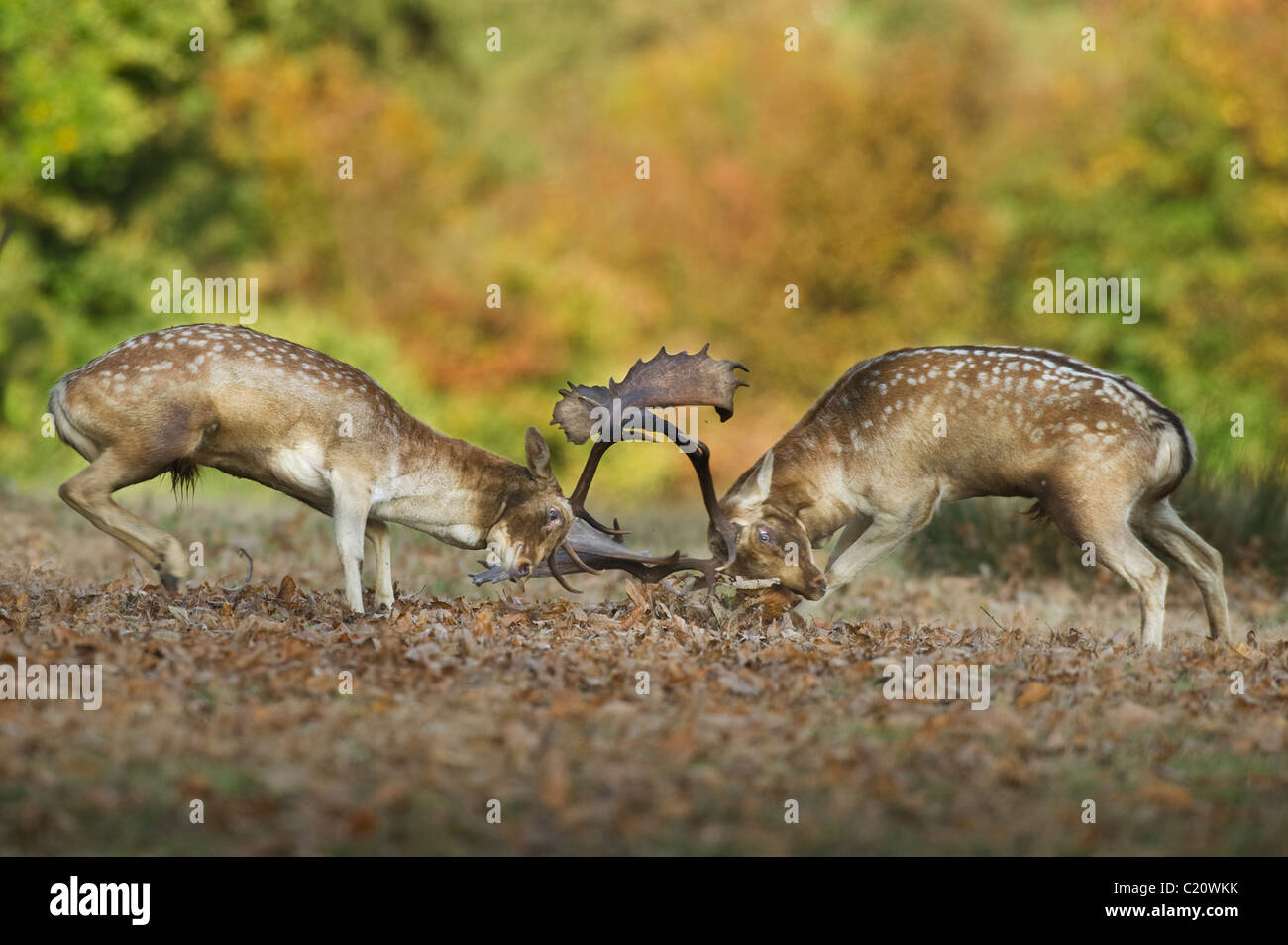 Fallow deer (Dama dama) during the rut, England, UK Stock Photo - Alamy