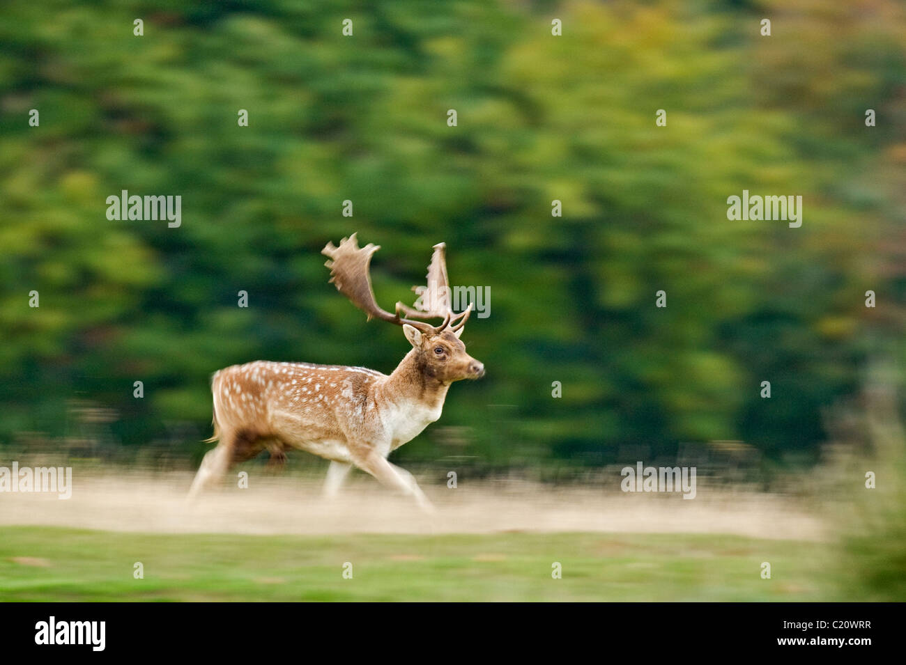 Fallow deer (Dama dama) during the rut, England, UK Stock Photo - Alamy