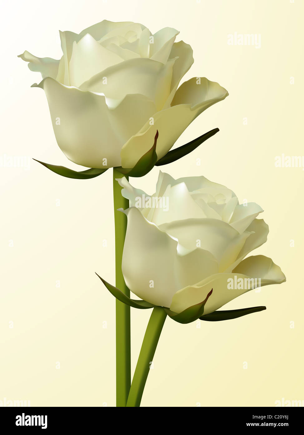 Two ivory coloured roses on a cream background Stock Photo - Alamy
