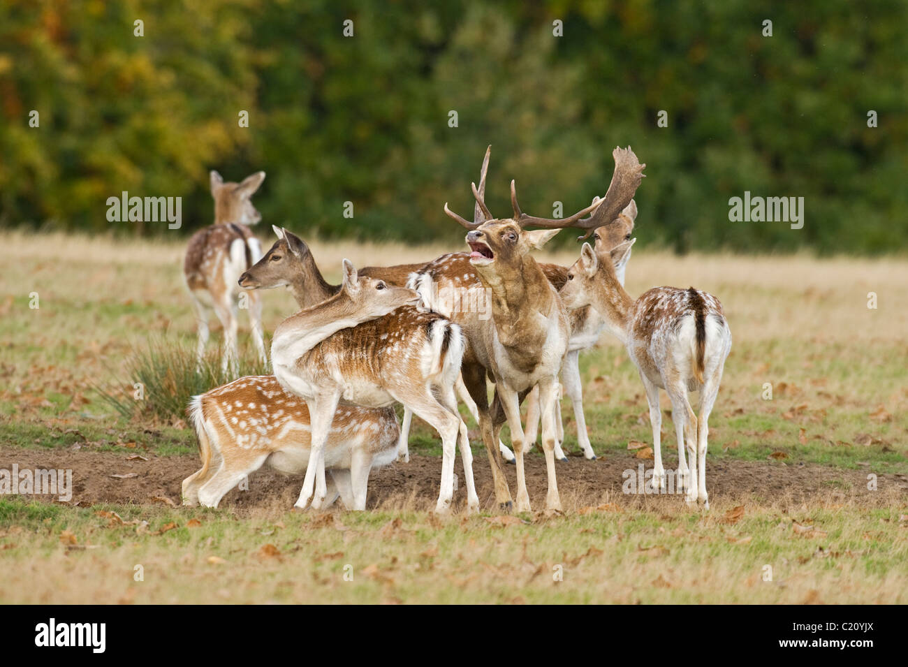 Fallow deer (Dama dama) during the rut, England, UK Stock Photo - Alamy