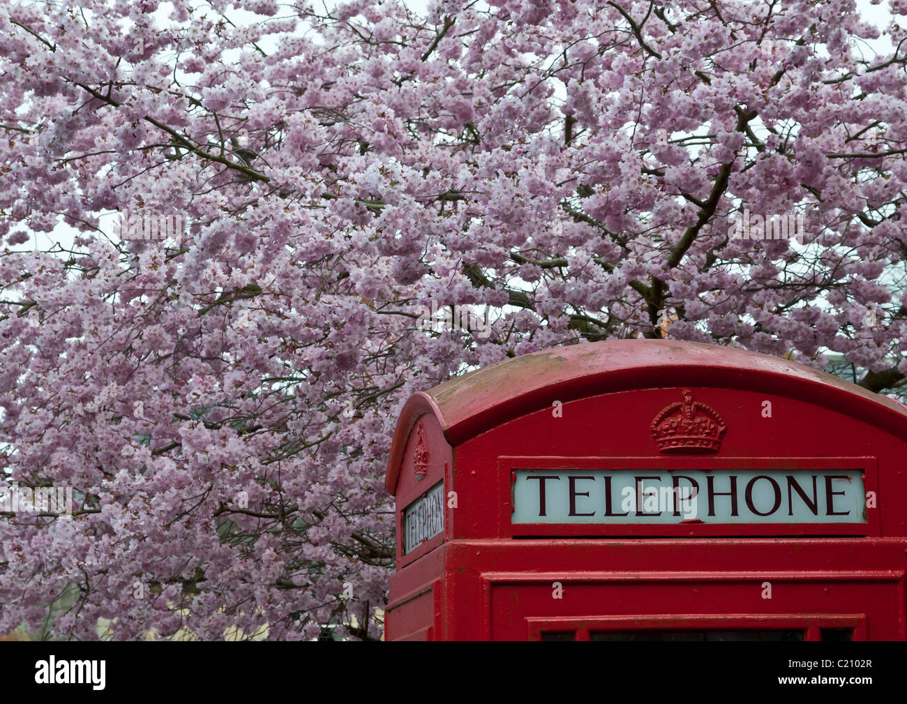 The old style Telephone box with the spring blossom in the background ...