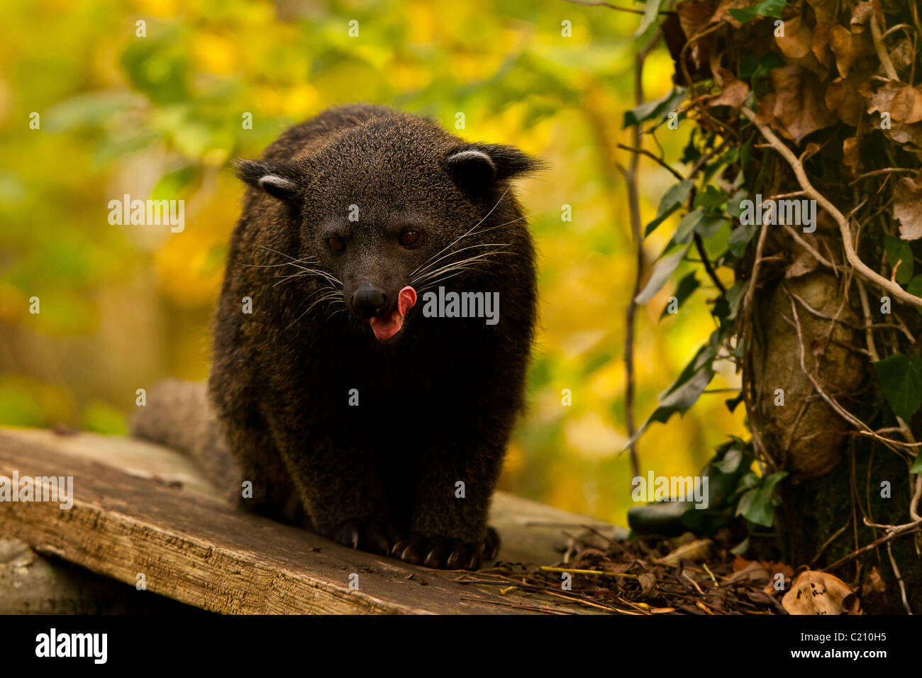 Binturong hi-res stock photography and images - Alamy