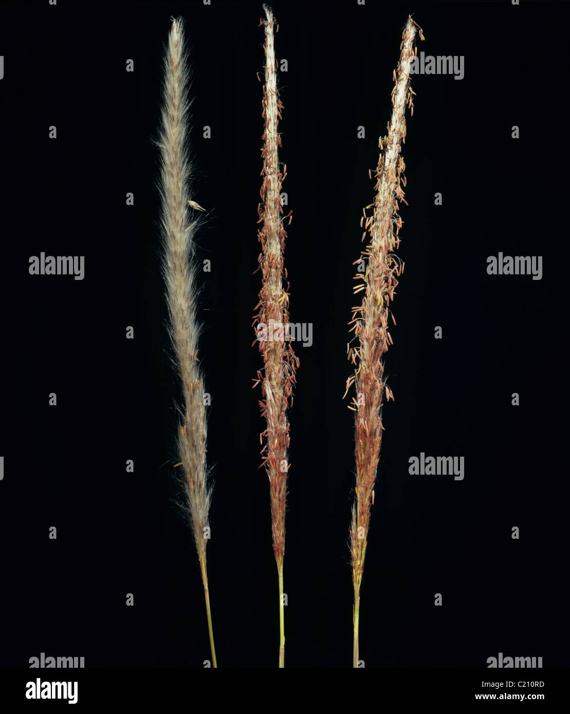 Lalang hi-res stock photography and images - Alamy