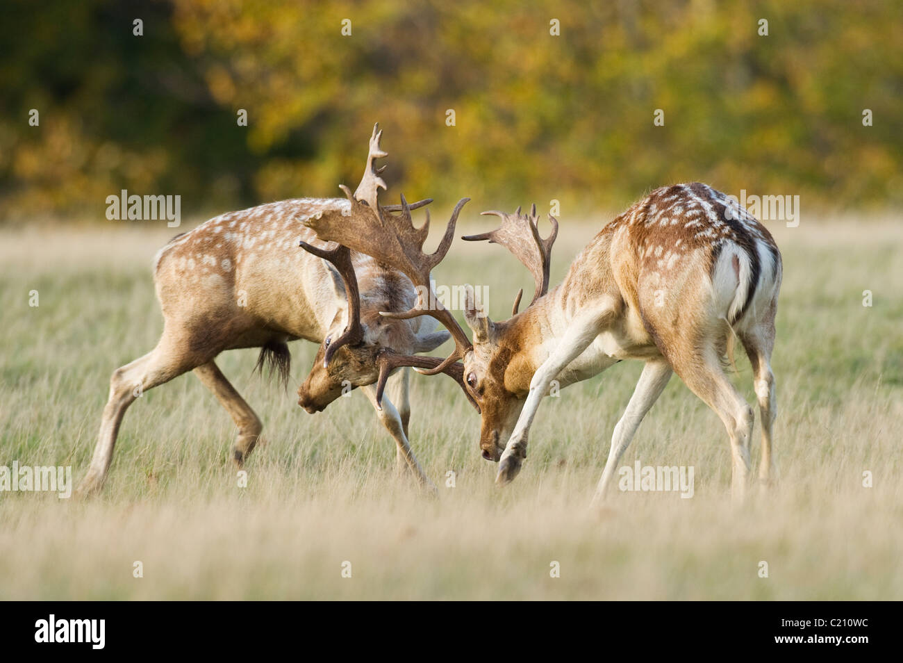 Fallow deer (Dama dama) during the rut, England, UK Stock Photo - Alamy