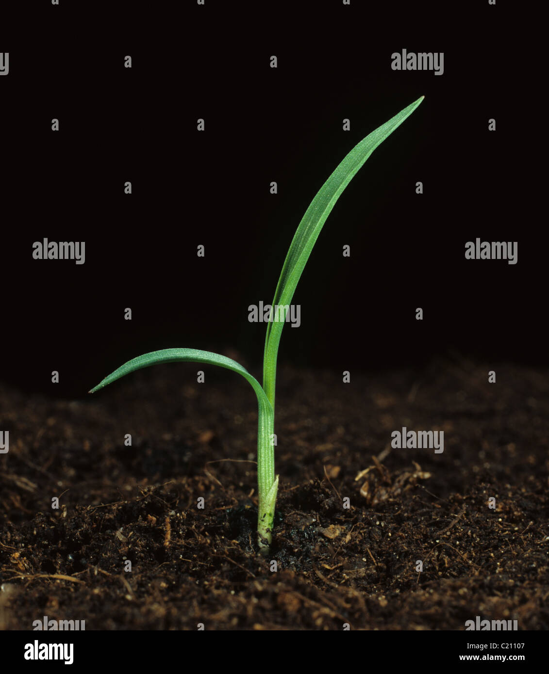 Awnless barnyard grass Echinochloa colonum seedling plant with second ...