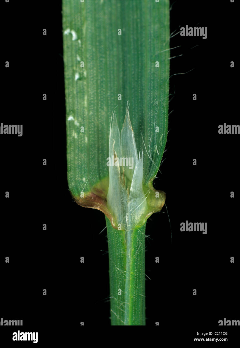 Giant brome Bromus diandrus leaf ligule Stock Photo - Alamy