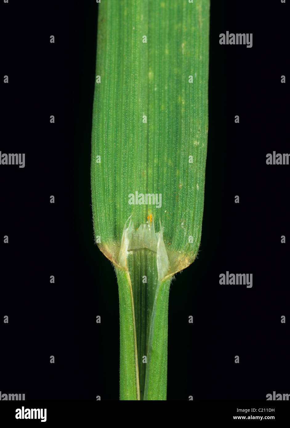 Upright brome Bromus erectus grass leaf ligule Stock Photo - Alamy