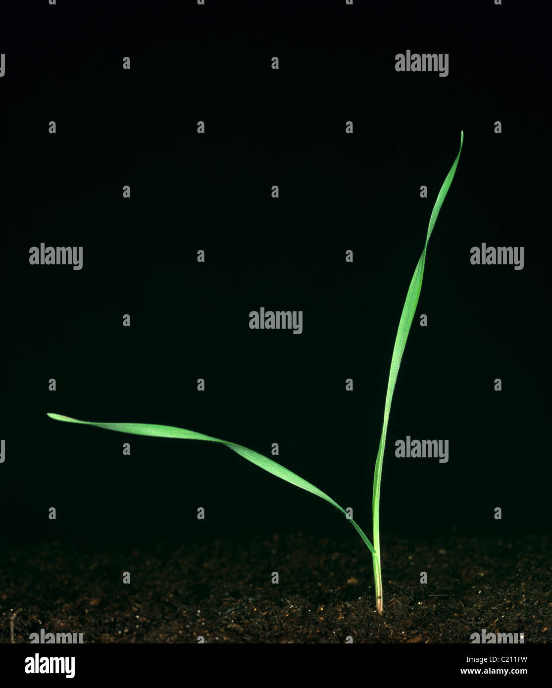 Brome Bromus rigidus young plant seedling with two leaves Stock Photo ...