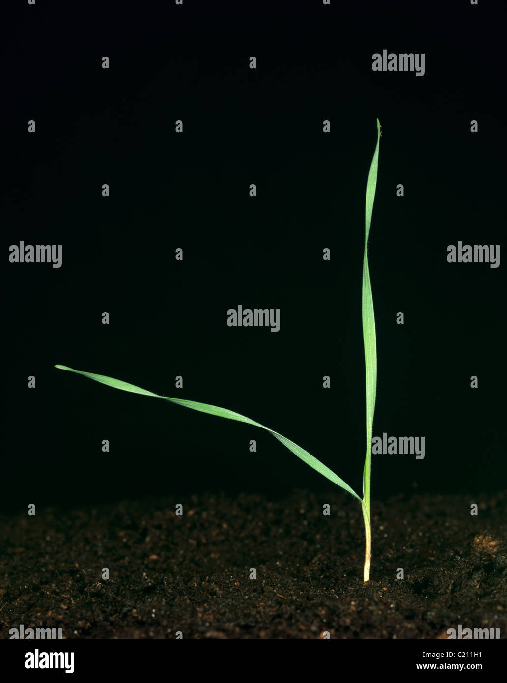 Drooping brome Bromus tectorum seedling grass with two leaves Stock ...