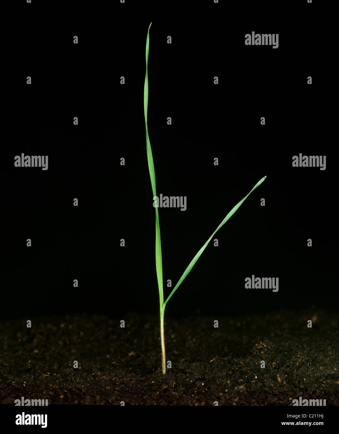 Soft brome Bromus mollis young plant seedling with two leaves Stock ...