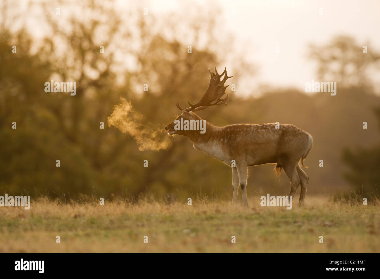 Fallow deer (Dama dama) during the rut, England, UK Stock Photo - Alamy