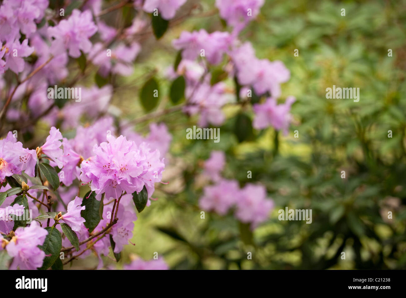 Rhododendron praecox hi-res stock photography and images - Alamy
