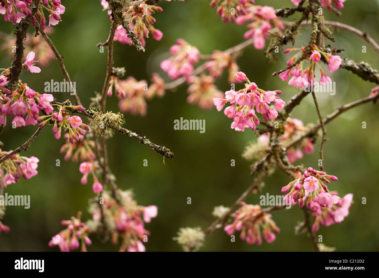 Prunus kursar spring hi-res stock photography and images - Alamy