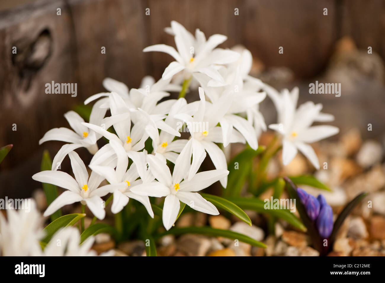 Chionodoxa Luciliae Alba, Glory of the Snow, in flower Stock Photo - Alamy