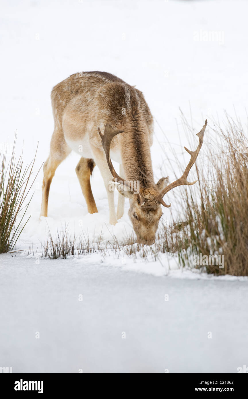 Menil fallow deer hi-res stock photography and images - Alamy